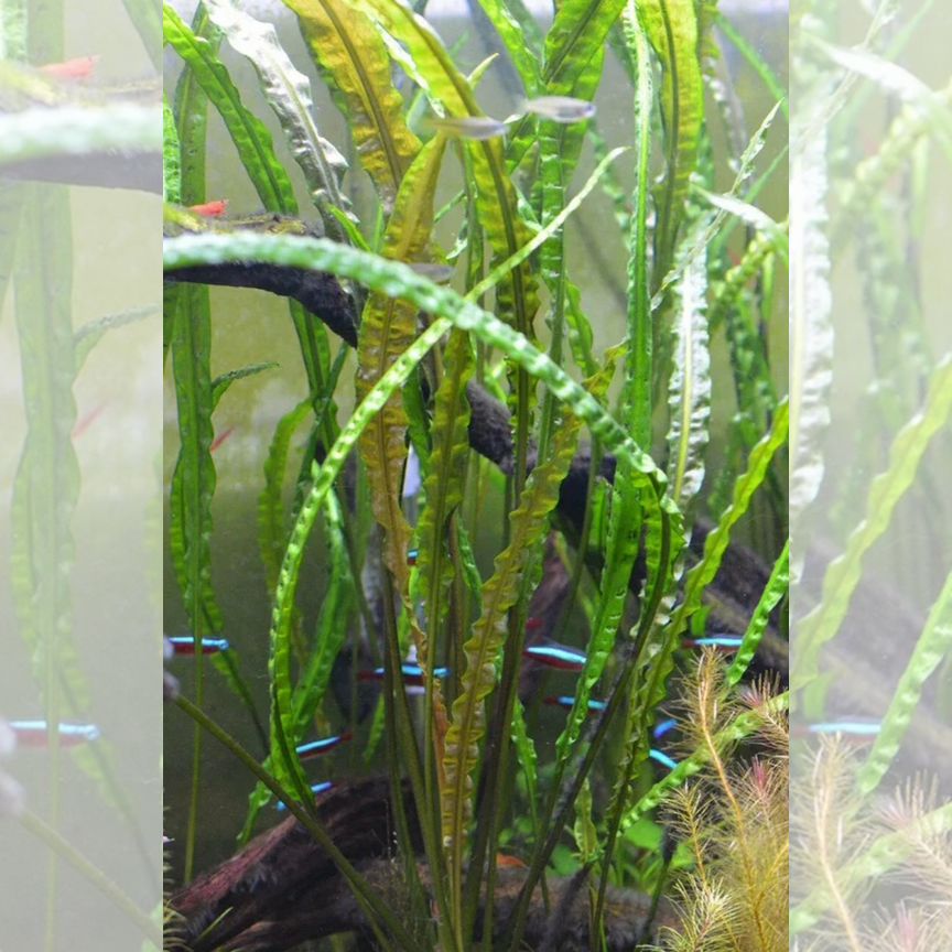 Аквариумные растения