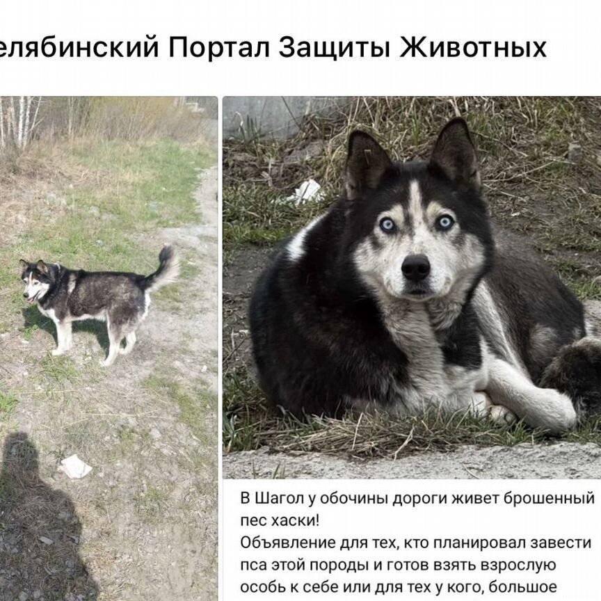 Сибирский хаски, взрослый пёс