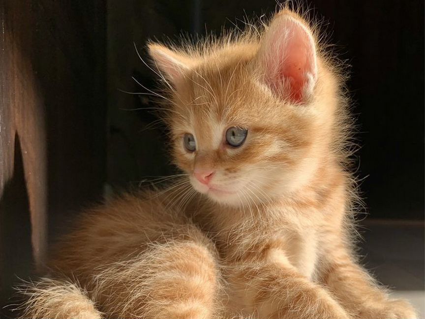 Отдам котят