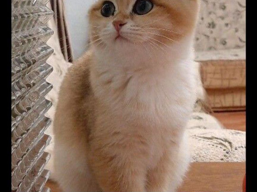 NY 12 котёнок с родословной