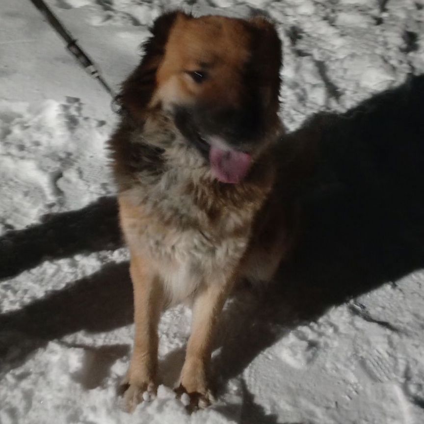 Кавказская овчарка, взрослый пёс