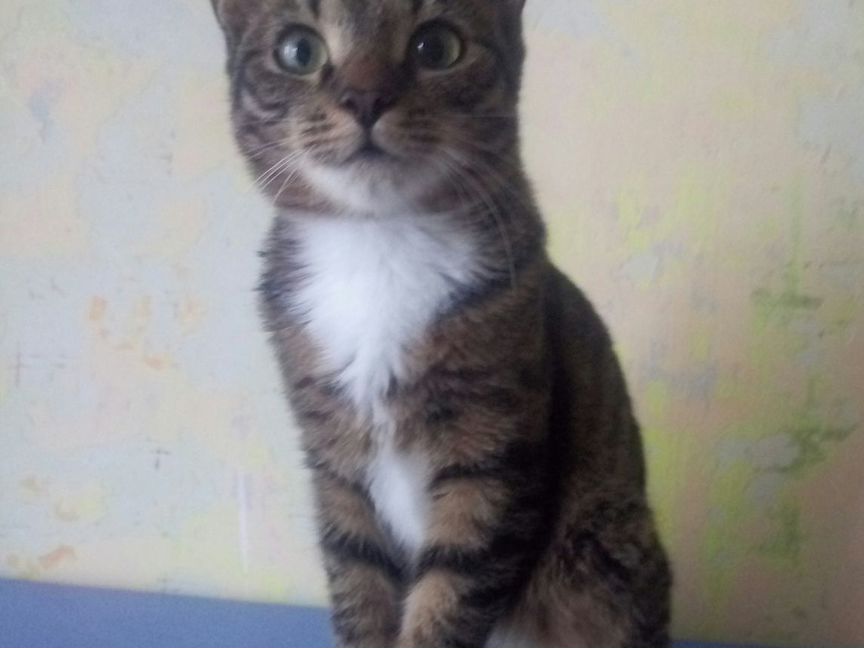 Котята -Рысята