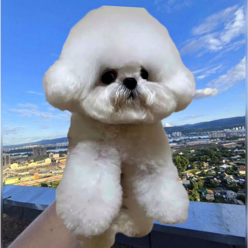 Эксклюзивные мальтбиш красавчики