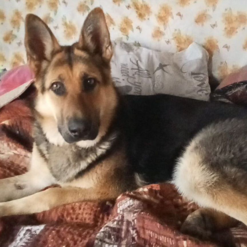 Немецкая овчарка, щенок