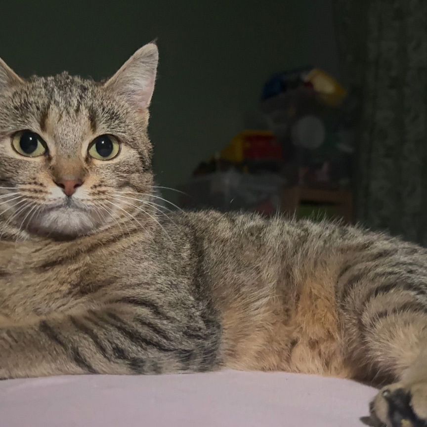 Взрослая, Девочка кошка в добрые руки