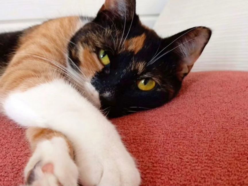 Шоколадку никто не замечает