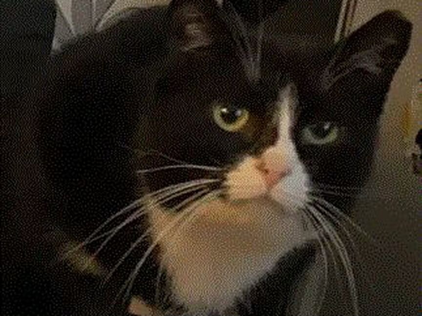 Ревнивая ласковая красавица и умница ищет дом