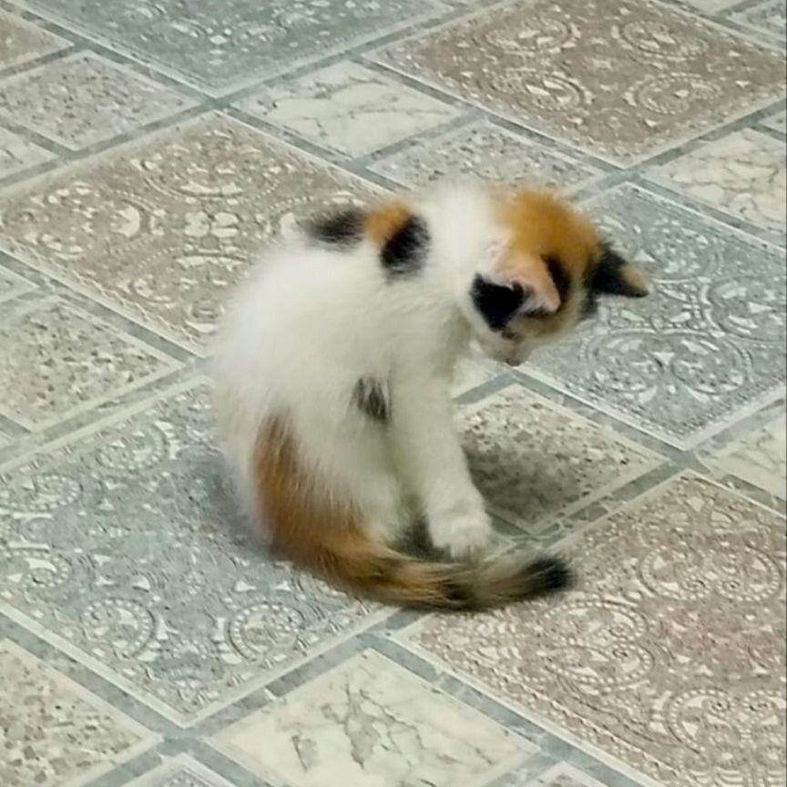 Одам Котёнка