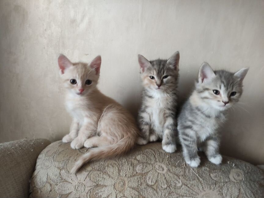 Котята в добрые руки
