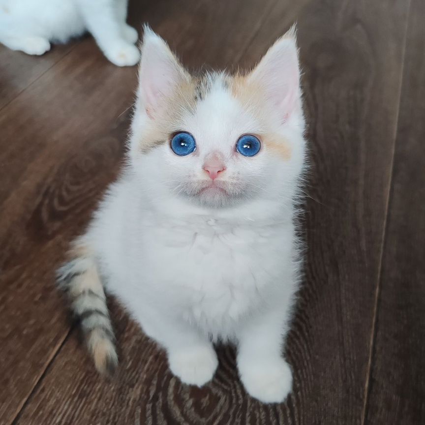 Яркие синие глазки