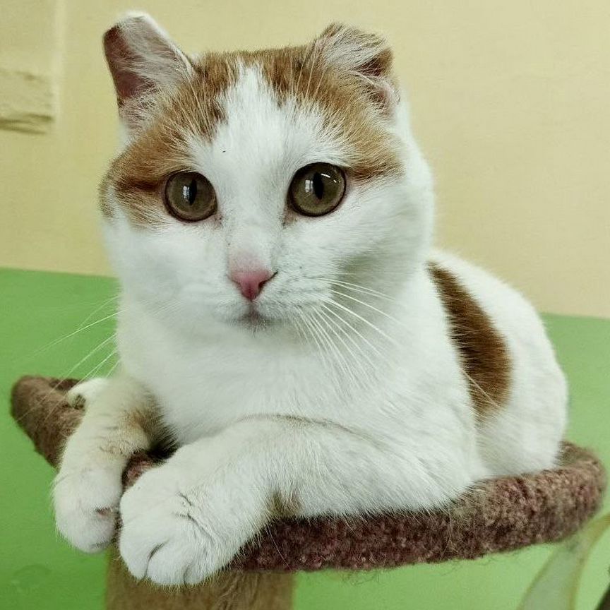 Взрослый кот от частного владельца