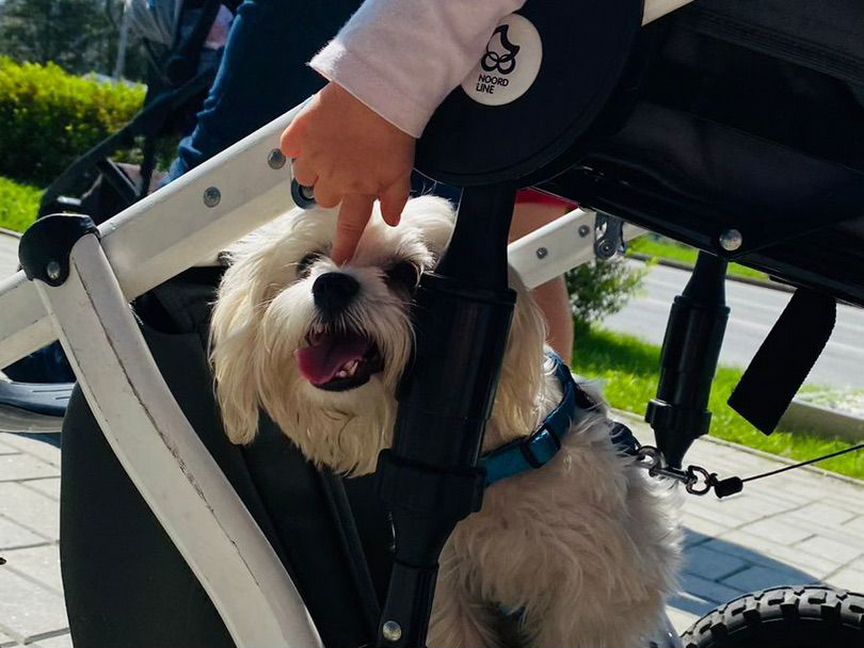 Мальтезе вязка