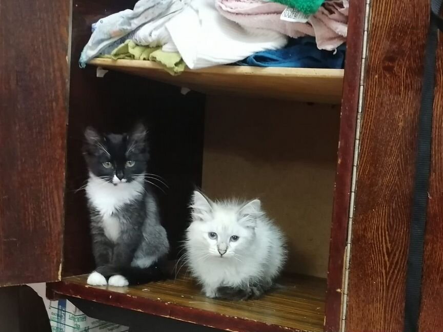 Котята в добрые руки