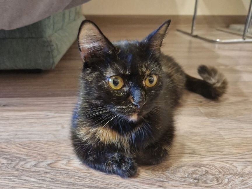 Кошка