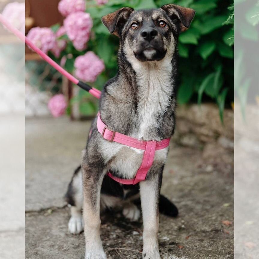 Спокойная ласковая Рози собака в добрые руки