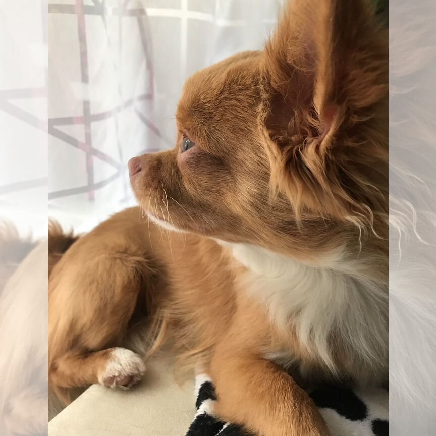 Чихуахуа мальчик вязка