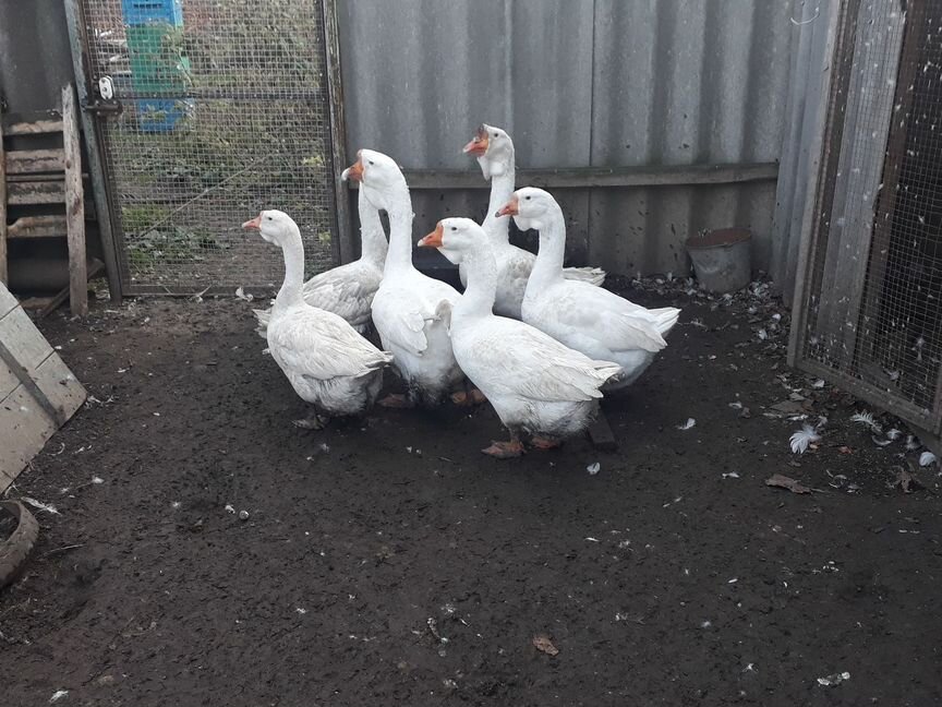 Гуси Холмогоры