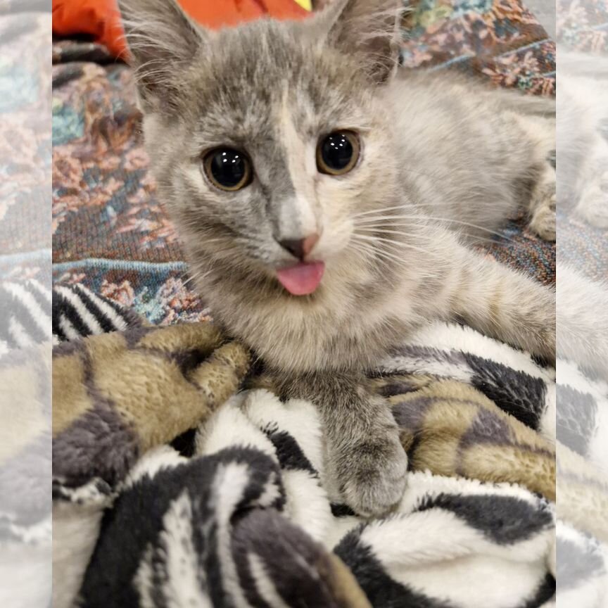 Русский голубой котёнок