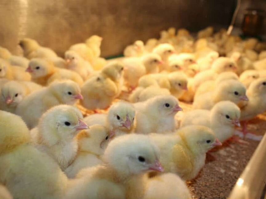 Бройлерные цыплята