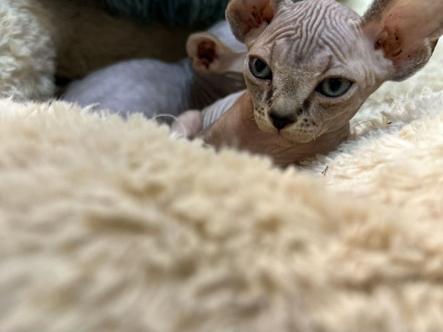 Канадский сфинкс котенок