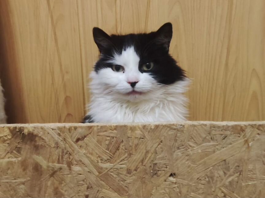 Кошка потеряла надежду