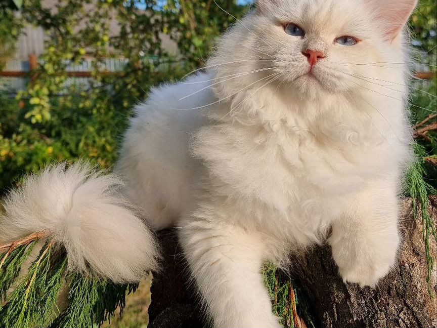 Невский маскарадный котёнок