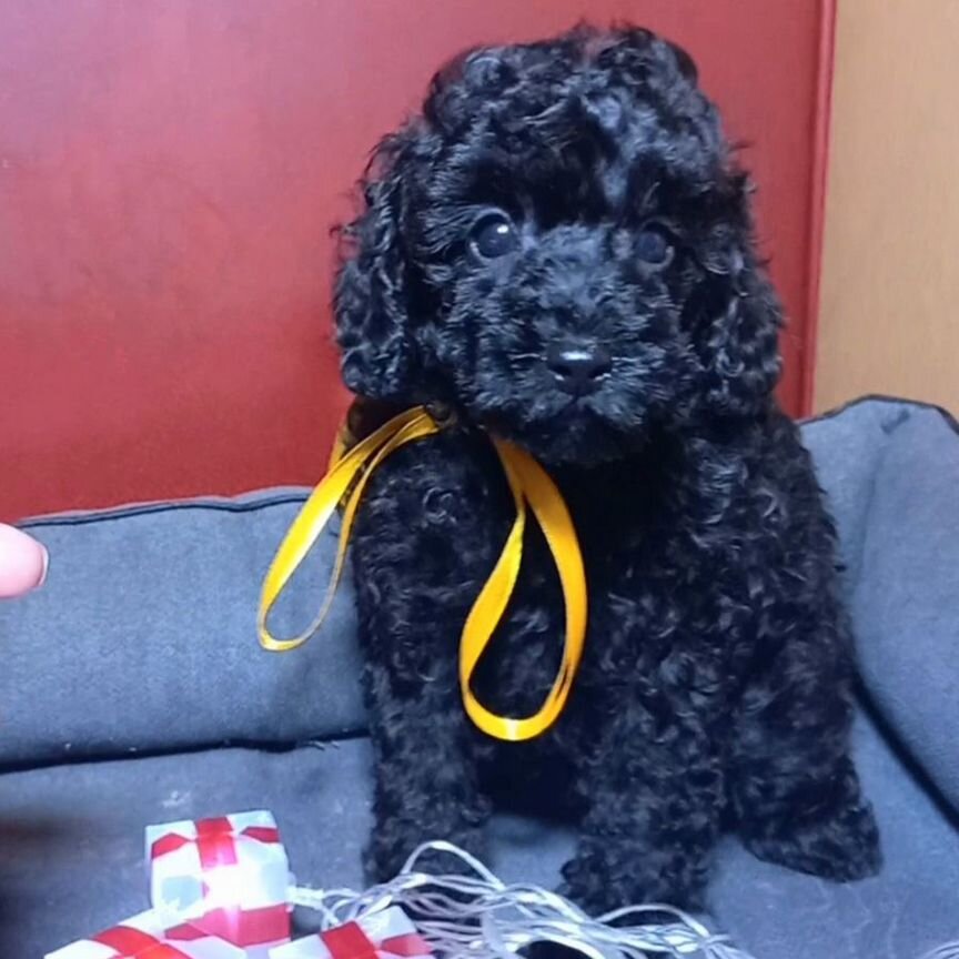 Той-пудель, щенок