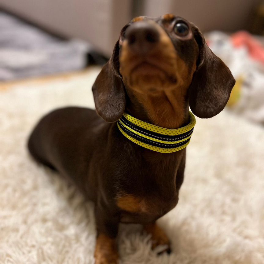 Ошейник и поводок для собак True love