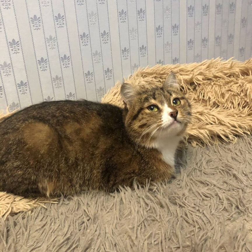 Кошка