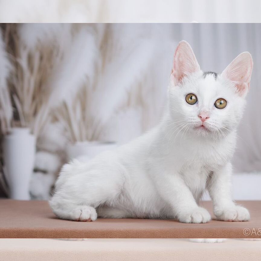 Курильский бобтейл короткошёрстный котёнок