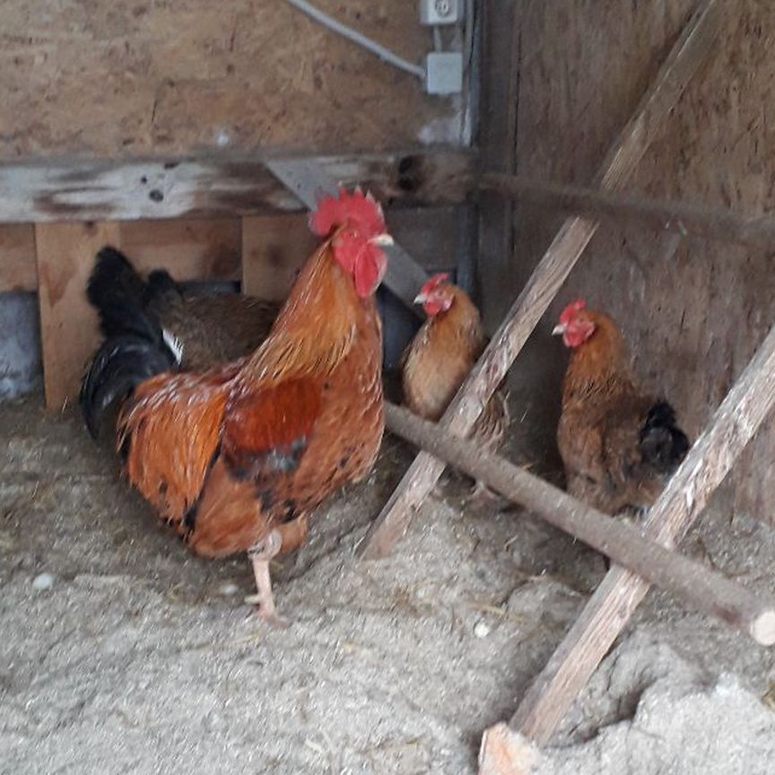 Куры петухи