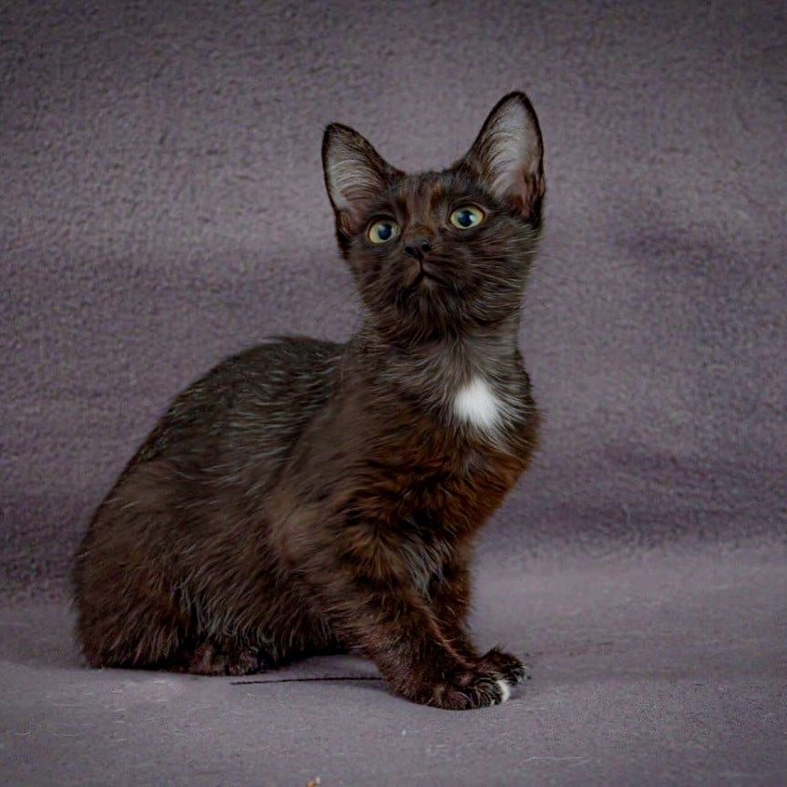 Малыш Мартин в добрые руки