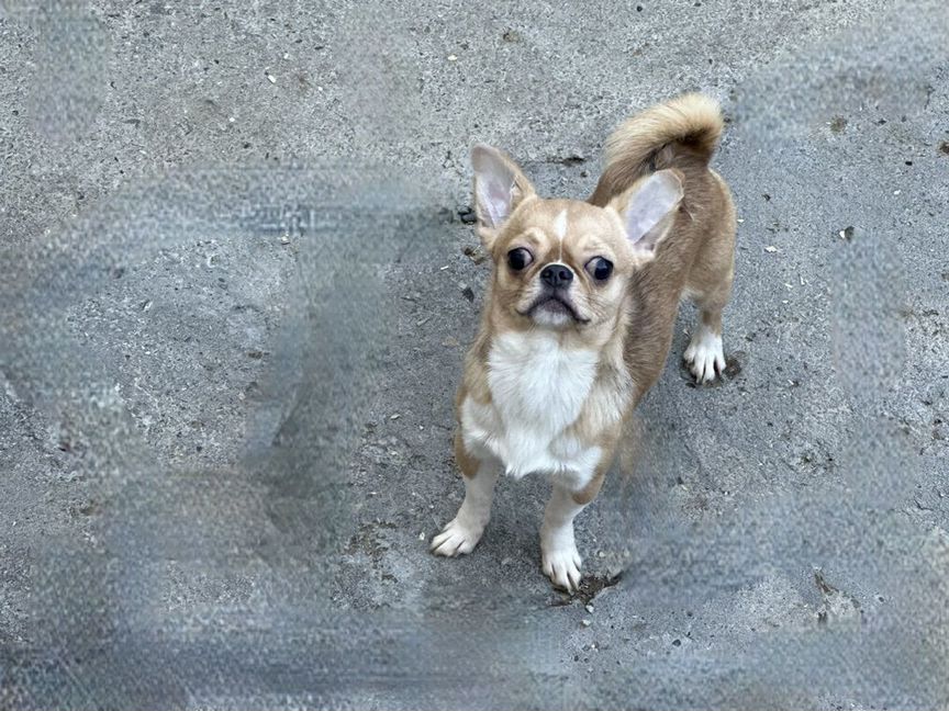 Мальчик чихуахуа 1 год