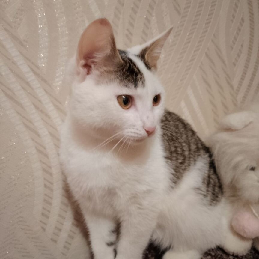 Котенок в добрые руки