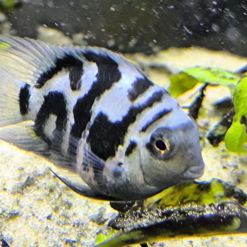 Рыбка сапфировый попугай