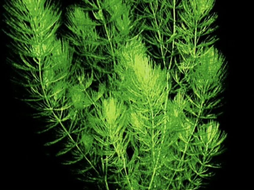 Растения для аквариума