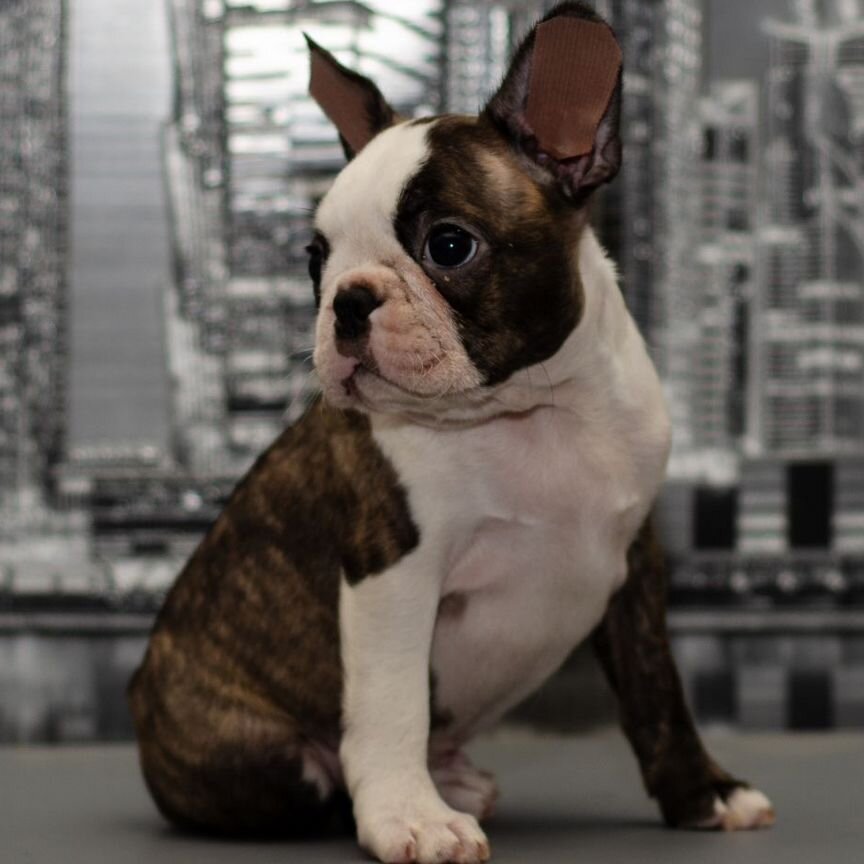 Бостон-терьер, щенок