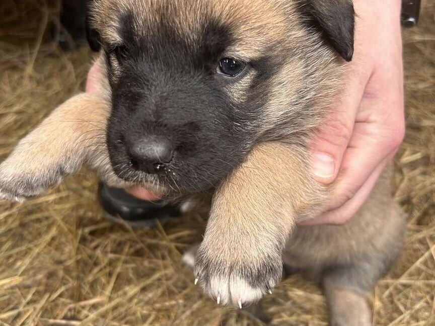 Щенки в добрые руки