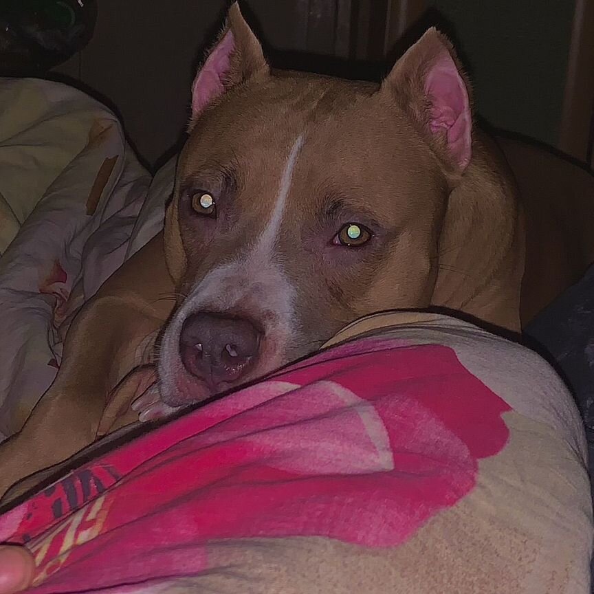 Стаффордширский терьер