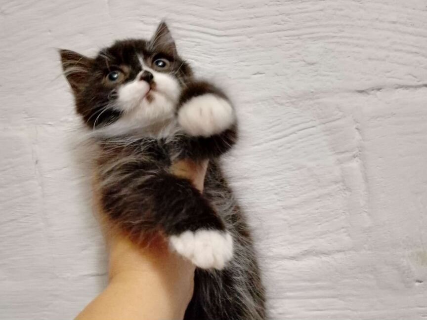 Котенок от кошки Хайленд фолд