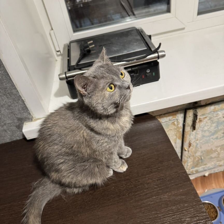 Взрослая кошка в добрые руки