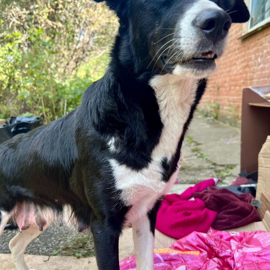 Собака в добрые руки отдам бесплатно