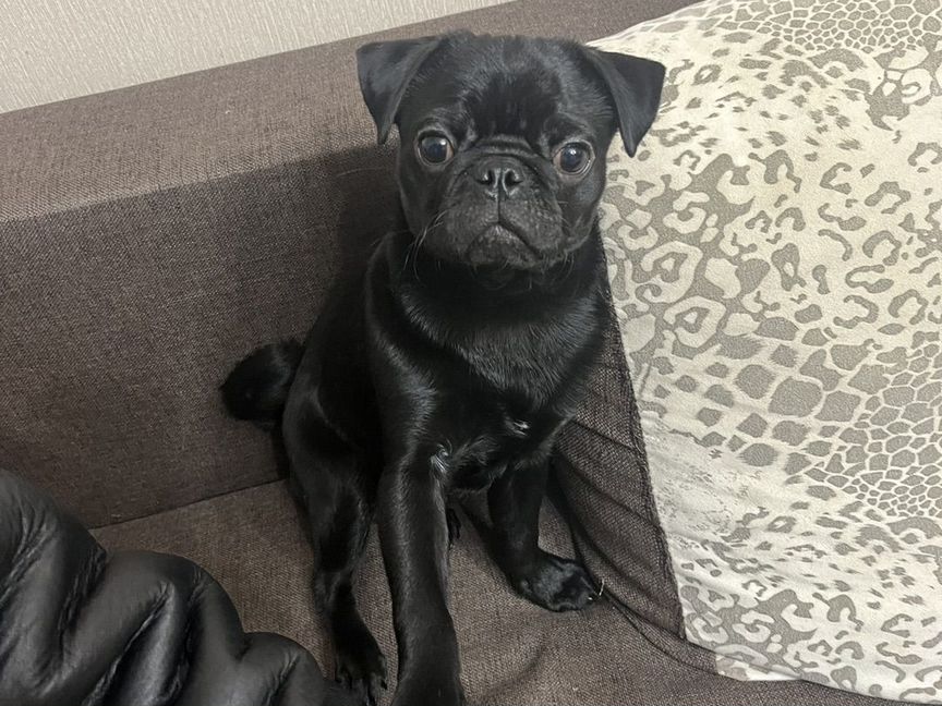 Черный мопс