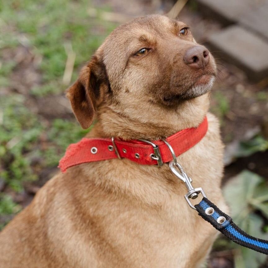 Взрослая собака в добрые руки