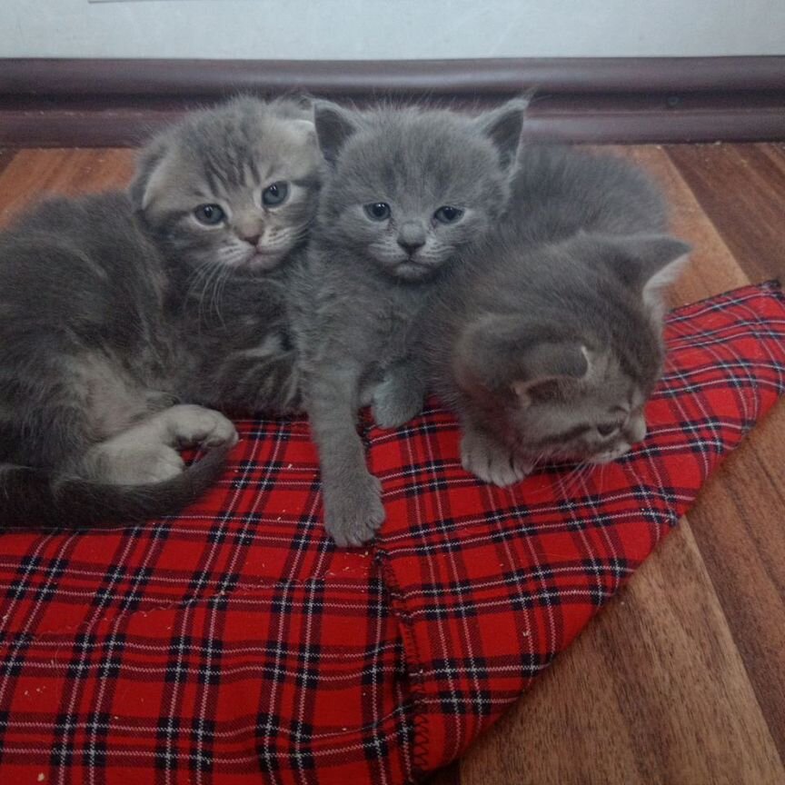 Британский котенок