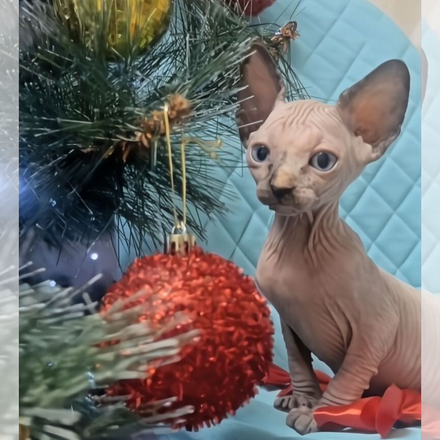 Канадский сфинкс котёнок