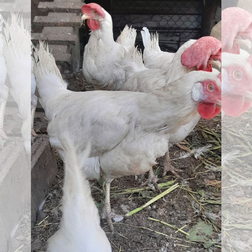 Куры несушки продам семь штук