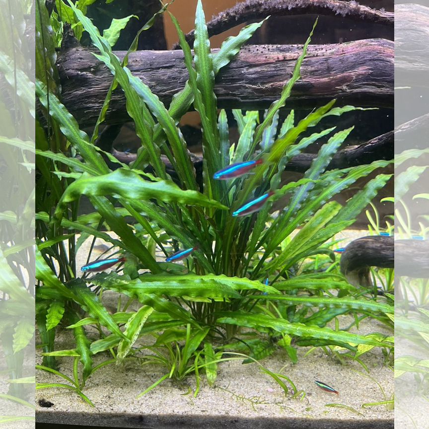 Криптокорина спиральная (Cryptocoryne spiralis)