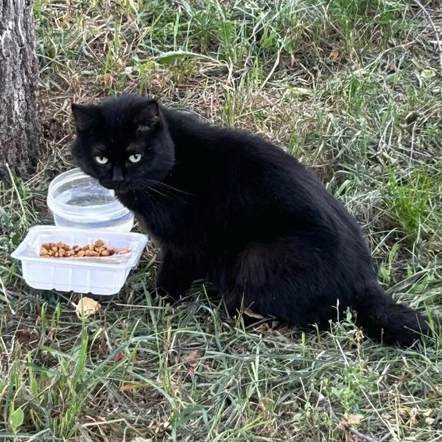 Кошечку оставили у птицефабрики