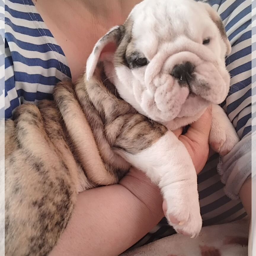 Английский бульдог, щенок